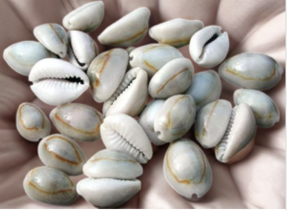 Cowrie Divination - Mysticc Whispers